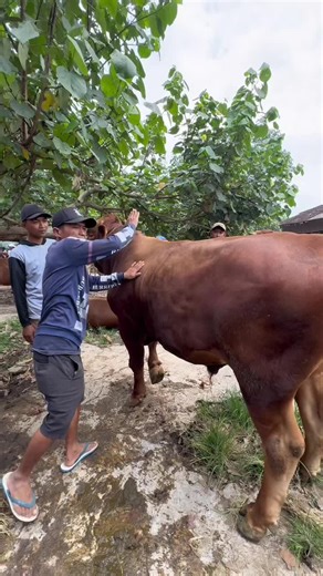 Kumpulan Video Sapi Lucu dan Gemoy