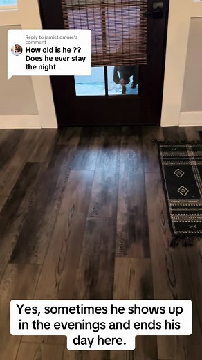 Meet Dozer: The Adorable Hound Dog Visitor