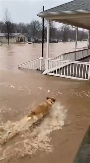 Brave Dog Saves Best Friend Sheep From Flooding! 🐶🐑