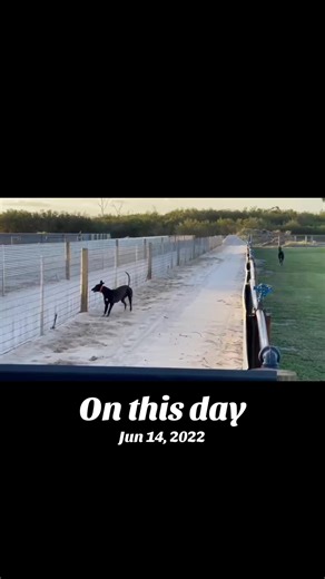 Jump Around: Celebrating the Greyhound's Legacy