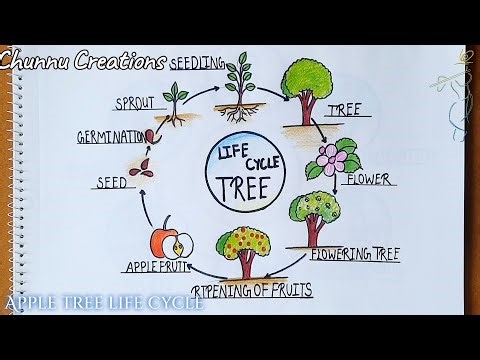 Tree life cycle Drawing | Tree life drawing | Life cycle of tree drawing step by step