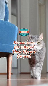 Pet hair everywhere? Try using a damp rubber glove to easily remove fur from your upholstery. It's a simple trick that really works! For more tips on managing pet hair, check out our tips and keep your home fur-free. | Speed Cleaning | Facebook