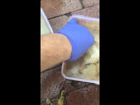 Cleaning Calcite Crystals w Muriatic Acid