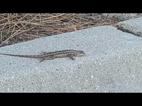 Amazing Reptiles - Western Fence Lizards