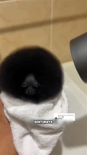 Awalnya Kecil Banget, Setelah Dikeringkan Malah Mengembang Lucu⁉️#shortvideo #shorts