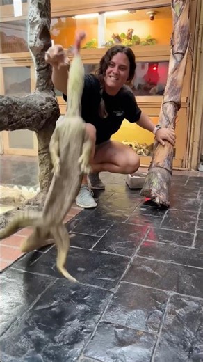 This Argus Monitors is working for his food! 🍗 These bundles of pure prehistoric energy ⚡️