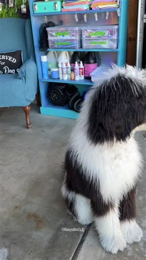 Sheepadoodle 🐕 on Instagram: "I love them 💕💕 👉 Follow @Sheepadoodle_ig 🎥 Credit: taylormade_petgroomery on TT -⠀-⁠ -⠀- -⠀- -⠀- (DM for credit or removal/ No copyright intended. All rights are reserved & belong to their respective owners.) #minisheepadoodle #sheepadoodle #sheepadoodlelover #sheepdoodlesofinstagram #doodleaofinstagram doodlesoftheworld doodles sheepadoodlepets sheepadoodlefamily sheepadoodleworld sheepadoodlegram sheepadoodledaily sheepadoodlesrule puppydaily reels foryou"