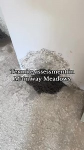 21K views · 140 reactions | Termite colonies can chew through wood,...