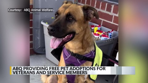 City of Albuquerque offering free pet adoptions for veterans