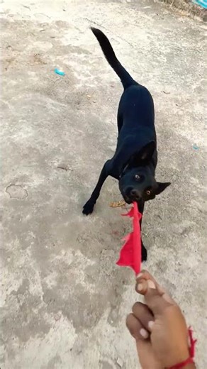 #shortsfeed #ytshorts #trending #short #anmillovers #doglife