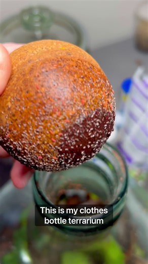 Creating a Bioactive Frog Terrarium Ecosystem