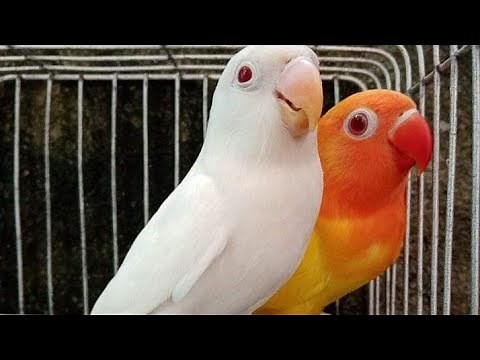 CHANT OISEAUX INSEPARABLES