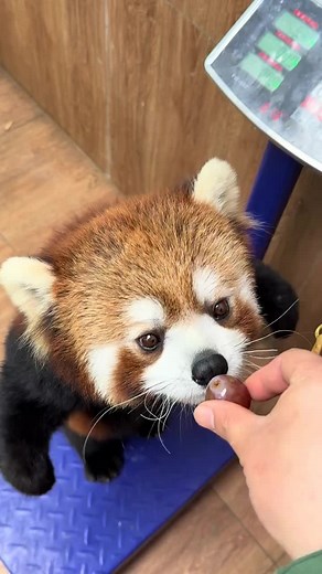 Eat more, or I will lose weight.😋😋😋#fy #fyp #trending #Cute #adorable #redpanda #love
