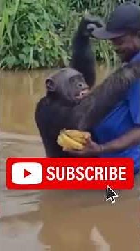 Rescued Chimpanzee Reunites with His Hero—And His Reaction Will Melt Your Heart! 🐒❤️