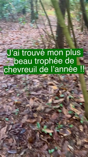 Le Chevreuil, de son nom latin, Capreolus Capreolus. Souvent confondu avec le Cerf Elaphe 🦌, avec qui pourtant il à tellement de différences ! Il perd lui aussi ses bois une fois par an (seul le mâle à des bois) sauf que sa période de perte est entre mi-octobre et mi-novembre alors que le cerf les perds lui plus en Mars. Ses bois sont des os, c’est une des pousse osseuse la plus rapide du monde.🗺️ Des que ses bois sont tombés, les nouveaux commencent deja à repousser, recouvert d’un velours qu