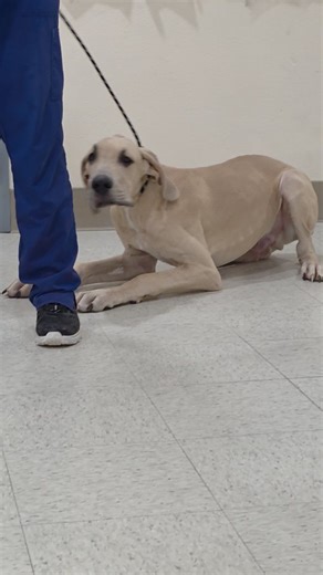 One Dane at a Time, Inc. on Instagram: "Nope... you're not seeing double or imagining things! These are the Chipmunks' siblings. DUMPED AND DISCARDED by people that should have never had them in the 1st place. THEIR. HUGE. LOSS. JUST when their littermates ALL got adopted... now they find themselves in need! This was totally unexpected. Pulled from the @friendsras right at closing today! I will be in LA tomorrow for Delta's follow up appt and can absolutely try to take these boys with me if ther