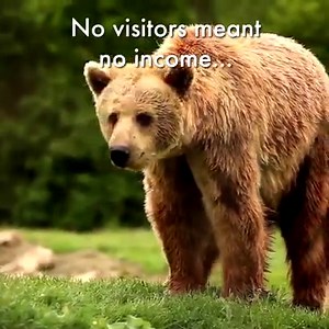 6.5K reactions · 1.7K shares | Rescued bears at the Libearty sanctuary need your help right now. In the COVID-19 pandemic, visitor income has been heavily reduced. Each bear needs at least 10kg of food each day to survive. Please donate now to help feed them before it's too late. | World Animal Protection UK | Facebook