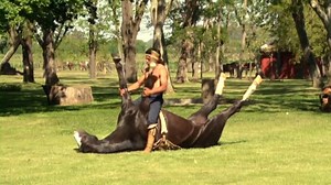 Les chevaux sont des animaux incroyables. Leur complicité avec l'Homme va vous émouvoir