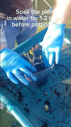 How to Plant Bare Root Aconitum (Monkshood) | Planting Bare Root Perennials