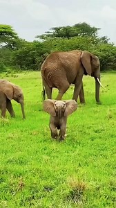 Baby elephant playing #elephants #animals #cute #short | Sky Film