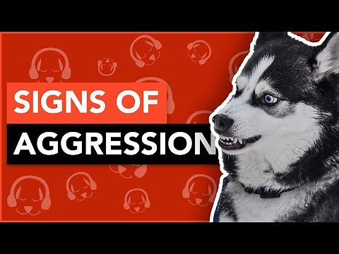 Signs of Aggression in Dogs