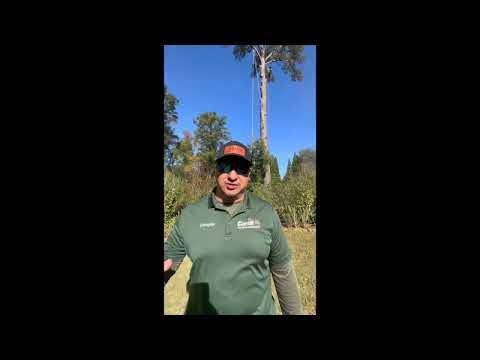Tree Removal in Sandy Springs GA