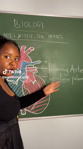 Understanding the Semilunar Valve for Kids