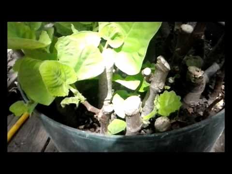 Propagating Cloning Fig Cuttings Is This EASY