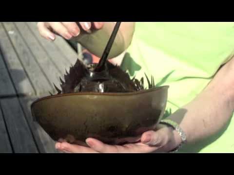 What's in a Horseshoe Crab?