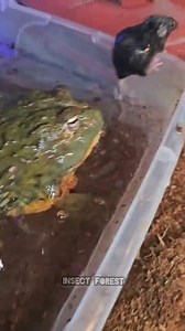 58K views · 828 reactions | Giant frogs will catch mice from under the water #frog #mouse #feeding #insects #rat #mice | Insect Forest | Facebook