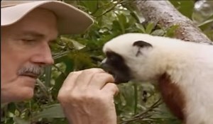 In honor of World Wildlife Conservation Day, part of a documentary on my favorite species, Lemurs. Watch them feast on bananas and my hand. | John Cleese