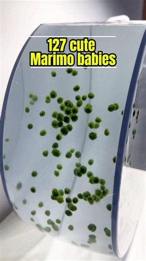 💚 How do I care for Marimo babies? My first self-grown moss ball babies. They are still a little fragile, but slowly they are becoming "independent." Unfortunately, I lost one of the little ones; the algae collapsed. But there are still 127 Marimos left. And so it continues... #marimos #mossball #aegagropilalinnaei #aquarium #aquascaping | Oliver Knott