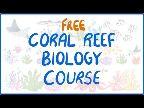 Free Coral Reef Biology Course | Explore Marine Biology