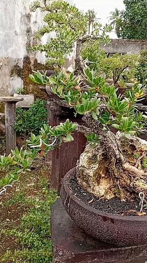 Bahan sentigi otr ukuran small Minat inbox/wa:087855835899 | Cak Mukit