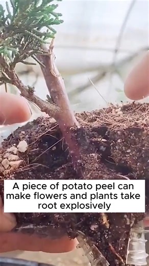 Simple instructions for extracting roses #backyardgardening #gardeninglife #vegetablegardening #vegetablegarden #gardeningtips #gardeninglove #organicgardening #gardensofinstagram #gardenideas #urbangardening #gardeningistherapy #gardeninggoals #homegardening #gardeninspiration #lovegardening #gardeningisfun #countrygarden #gardeningmakemehappy #veggiegarden #happygardening | Garden For Life