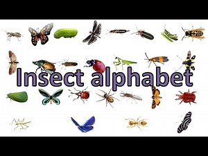 insect alphabet