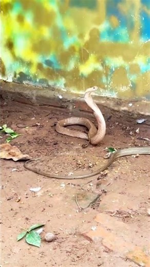 Terrifying Presence and Behavior of Two Snakes | Real Wildlife Scene #naturelovers #cobra