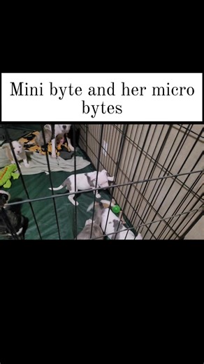 #PMARRescue | Pibbles & More Animal Rescue, Inc - PMAR