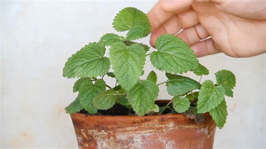 The easiest way to multiply lemon balm fast