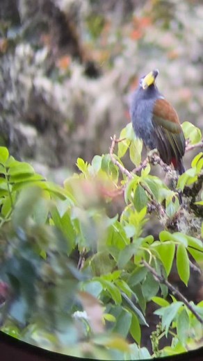 Hooded Mountain-Toucan (Andigena cucullata) Especie de rango restringido casi endémico de Bolivia. Conocías este pájaro que habita los yungas bolivianos? #nature #birds #birdsofbolivia #birdfreaks #bolivia #birdphotography #birdsofinstagram #jucumarilodge #naturephotography #bolivia #birdlovers #birds_adored #birdsplanet | Jucumari Lodge