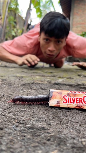 The yellow millipede turning into a red millipede made me suddenly wake up from my sleep