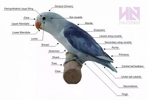 Comment déterminer le sexe d'un inséparable?