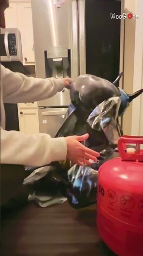 Balloon Fail: Mom's Helium Mishap with Batman Balloon || WooGlobe