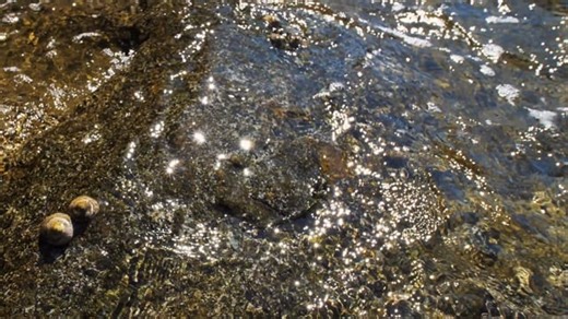 Free video - Water Snails, Reflection