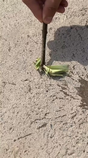 93K views · 513 reactions | Curiosidades #curiosidades #Sabias #tips #educación | Super dosis diaria | Facebook