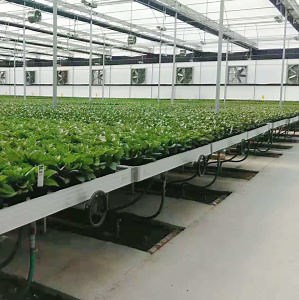 [Hot Item] Hydroponic Table Rolling Bench Flood Trays for Propagation