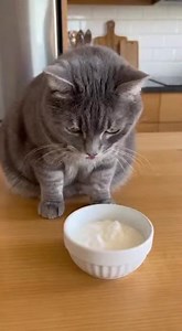 #FunnyDogs #ChihuahuaChaos #CaneCorso #DogPranks #PetComedy #PaintSplat #SniperChihuahua #DogTok #PetTok #HilariousPets #DogMemes #ViralReels #SmallDogBigDrama #ReelsLOL #ComedyPets | The Happy PawHub