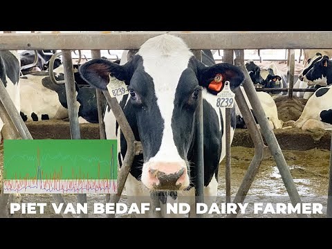 Breeding Program for Dairy Cattle (29)