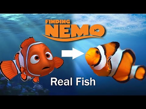 The Real Fish That Inspired Finding Nemo