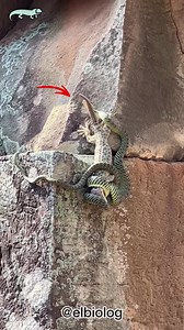 Gecko ayudando a su amigo 🐍🦎 #amistad #animales #geckos #amigos #serpientes | El Biologo X